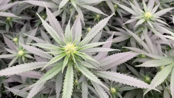 When Does Flowering Start Indoor & Outdoor For Cannabis Plants