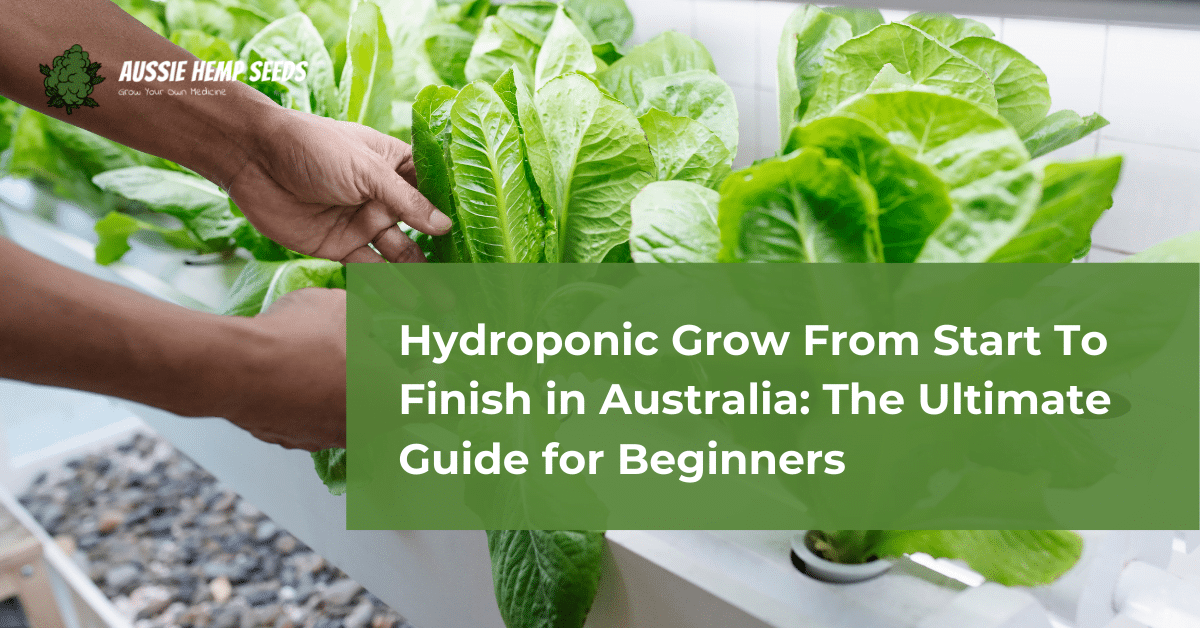 Hydroponic Cannabis Australia: Root-Zone Rules That Decide Yield